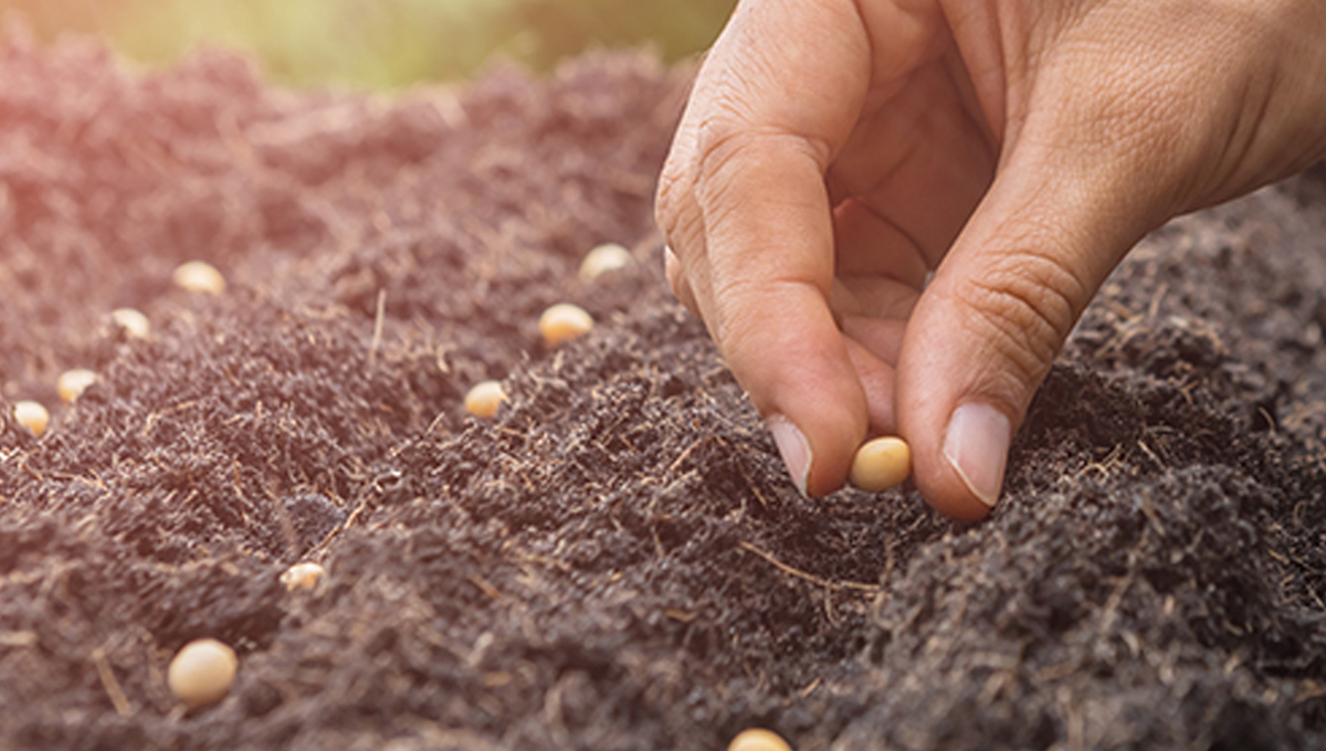 Ag Marketing: Plant Seeds Now - Boelte Hall